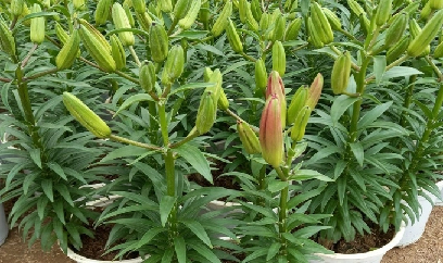 Trồng hoa lily trên chậu, chưa đến Tết đã 'cháy hàng'