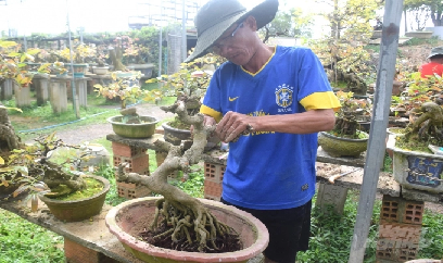 Nghề phục hồi 'sức khoẻ' cho mai