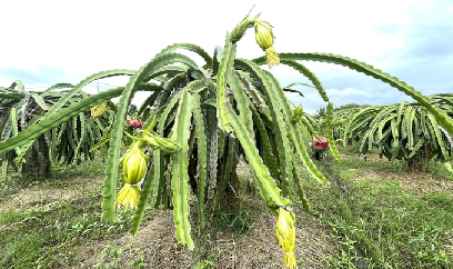 Giống lúa ngon nhất thế giới 'bén duyên' đất mỏ